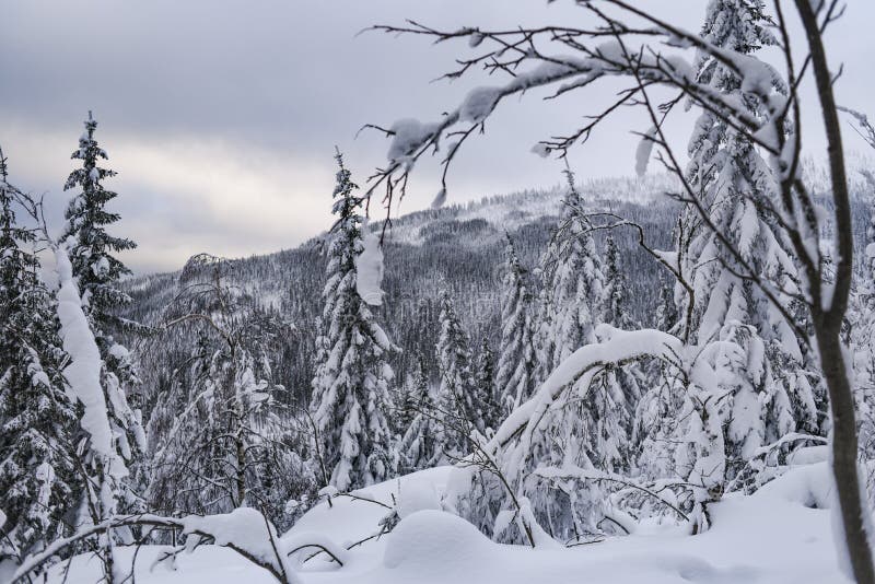 Snow-covered Trees and Mountain Hills during Winter Stock Photo - Image ...