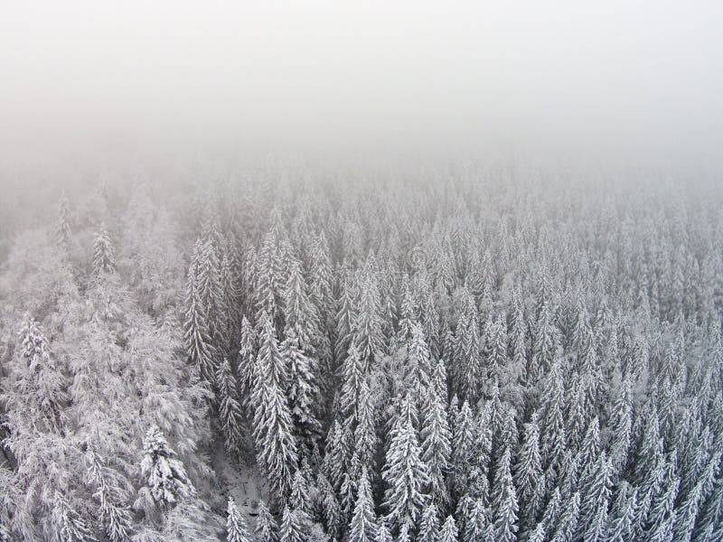 Snow-covered Trees in a Mountainous Area during a Fog Stock Image ...