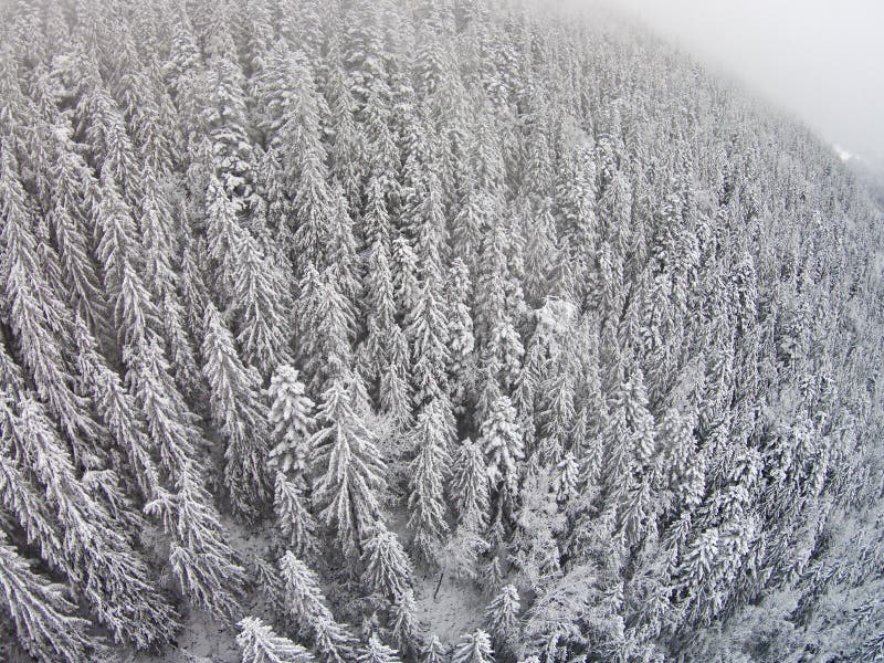 Snow-covered Trees in a Mountainous Area during a Fog Stock Photo ...