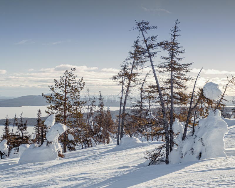Snow-covered Trees on the Mountainside Stock Photo - Image of landscape ...