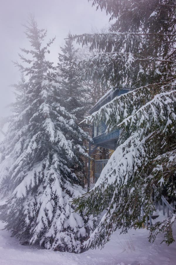 Snow Covered Trees in the North Carolina Mountains during Winter Stock ...