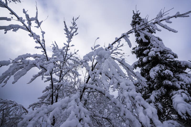 Snow Covered Trees in Northern Wisconsin. Stock Image - Image of snow ...