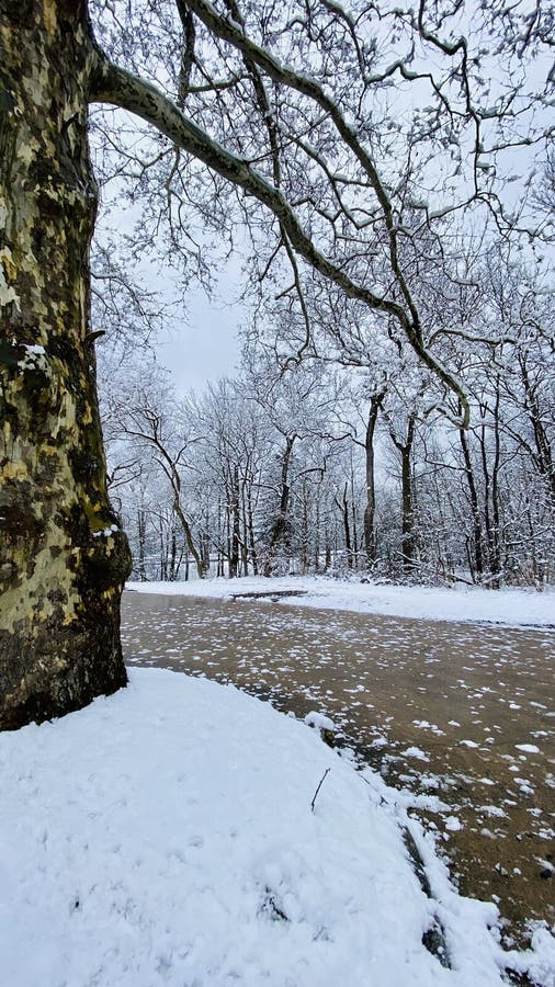 Snow Covered Trees Vertical with Large Tree and Pathway Stock Image ...