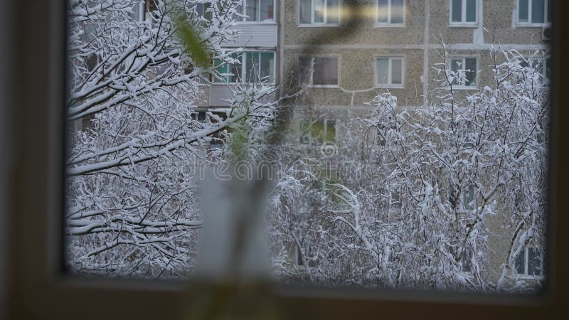 Snow-covered Trees Outside the Window. View from the Window of the ...