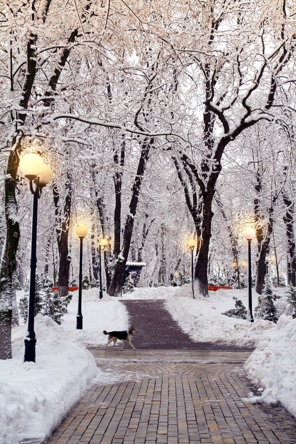 Snow Covered Trees in Park Illuminated by Street Lighting. Stock Photo ...