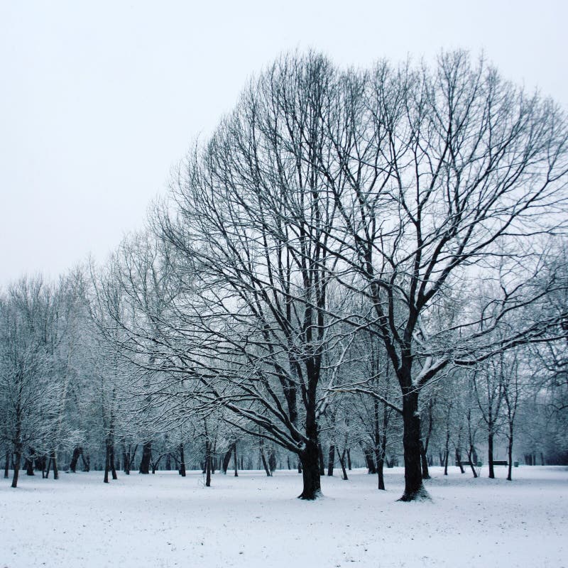 Snow Covered Trees in the Park. Winter Scene Stock Photo - Image of ...