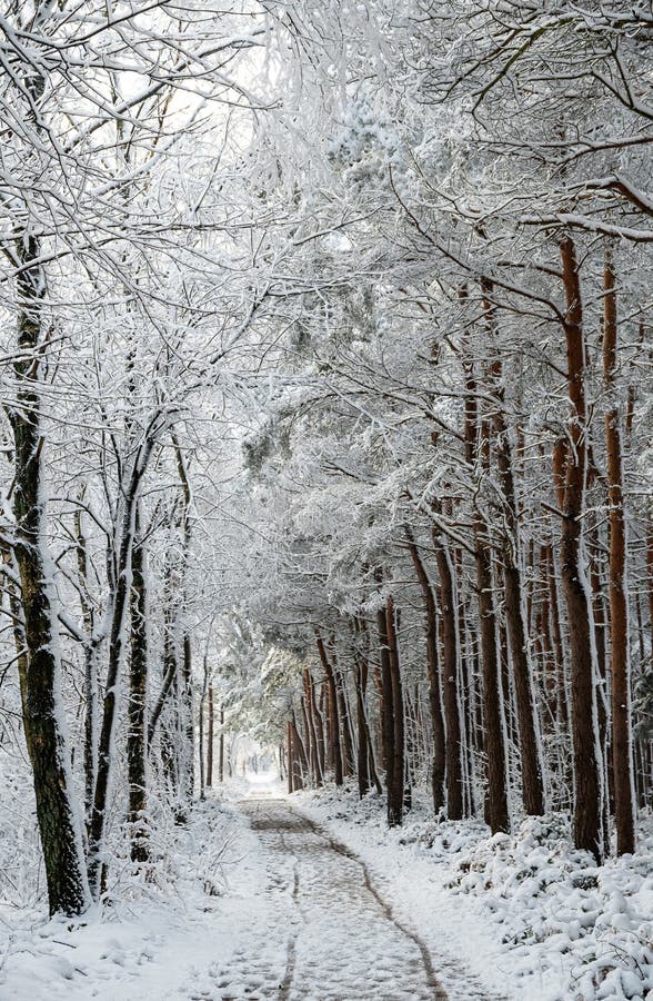 Snow Covered Trees with Path in Winter Forest Stock Image - Image of ...