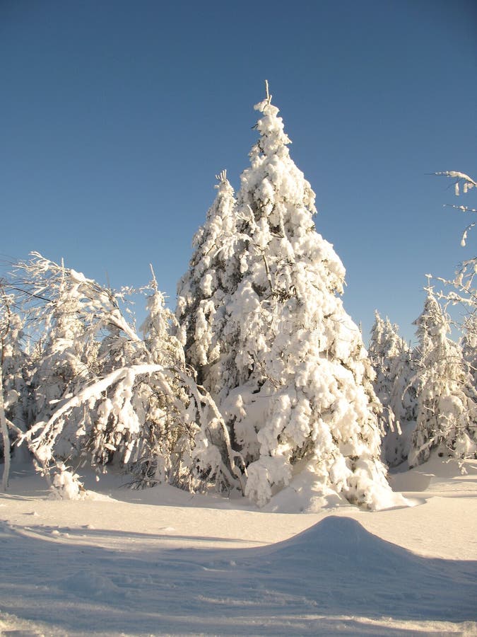 Snow covered trees,QC stock photo. Image of cloudless - 12663508