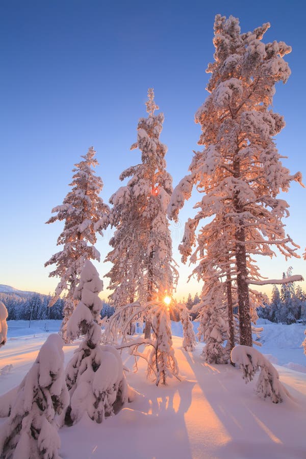 Snow-covered Trees in the Rays of the Rising Sun Stock Image - Image of ...