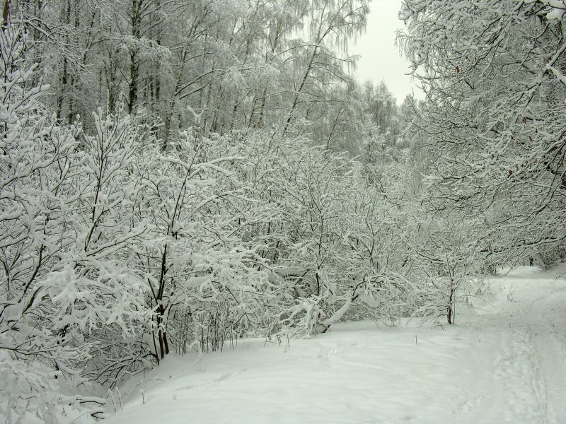 Snow-covered Trees after a Recent Snowfall Stock Image - Image of snow ...