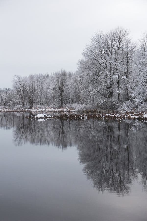 Snow Covered Trees Reflected in the Calm Water. Winter Landscape Stock ...