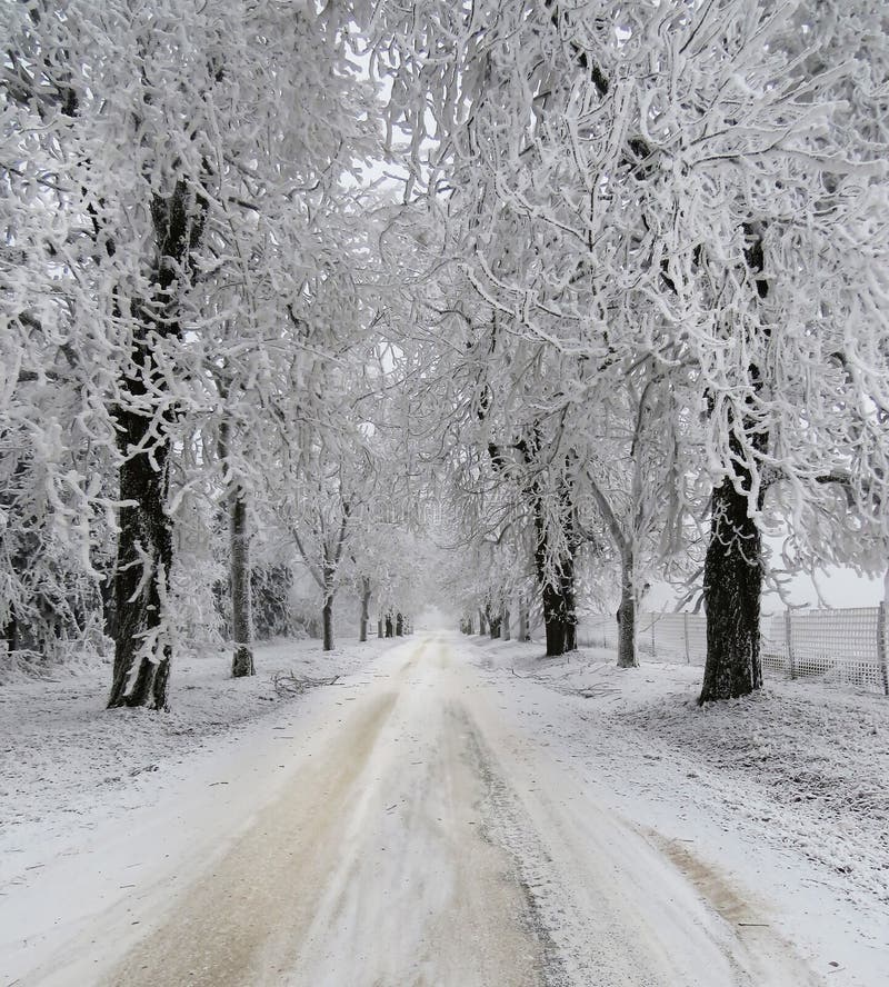 Snow Covered Trees and Road, Winter Landscape Stock Image - Image of ...