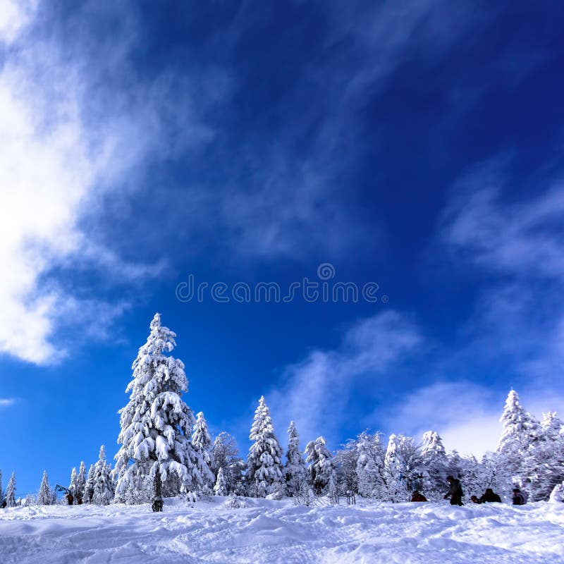 Snow-covered Trees on a Ski Resort Stock Photo - Image of remote ...