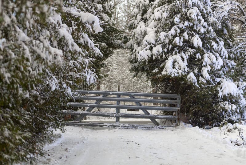 Snow-covered Trees with a Small Gate Stock Photo - Image of environment ...