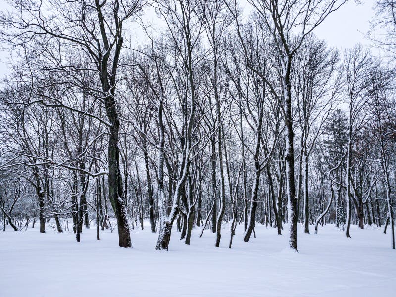 Snow-covered Trees after Snowfall. Winter Landscape Stock Photo - Image ...