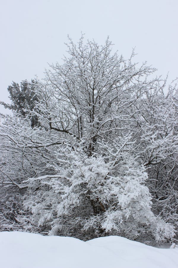 Snow covered path stock image. Image of snow, winter - 243200655
