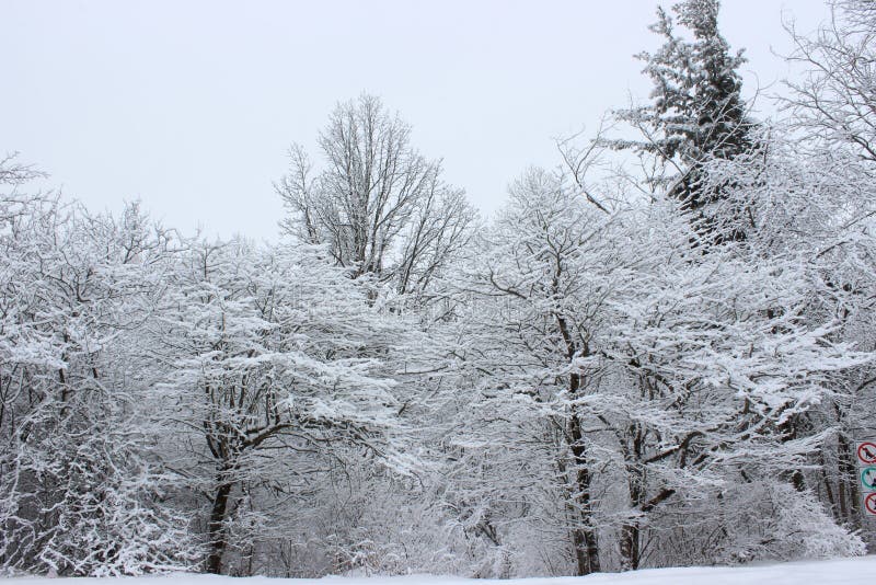 Snow covered path stock photo. Image of forest, outdoor - 243200662