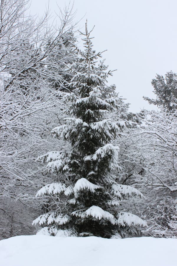 Snow covered path stock image. Image of snow, winter - 243200655