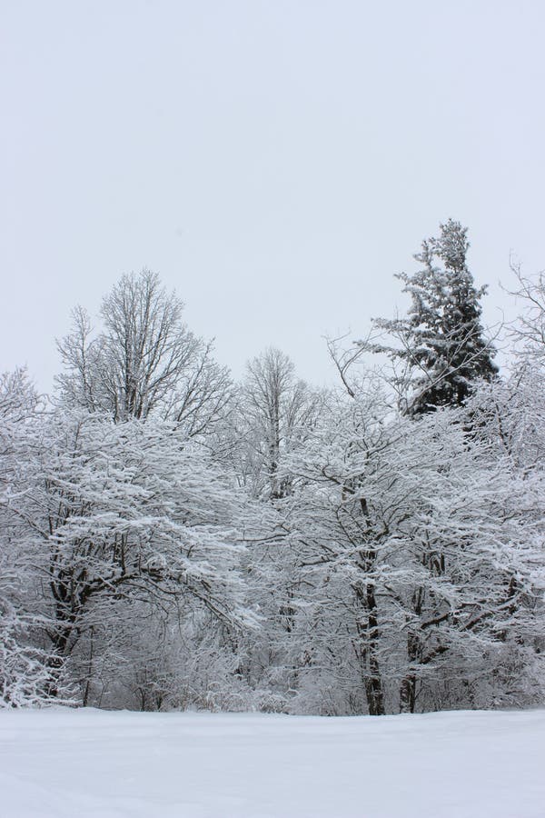 Snow covered path stock image. Image of snow, winter - 243200655
