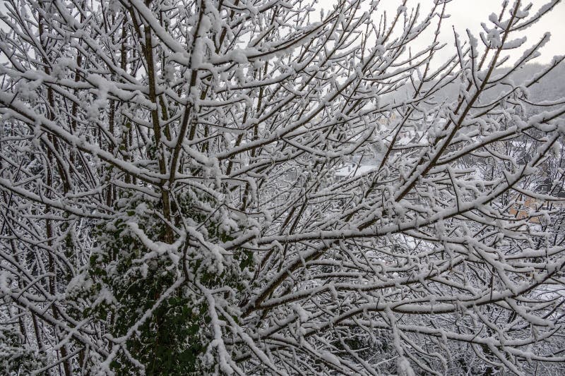 Snow-covered Trees Stand in the Winter Stock Image - Image of landscape ...