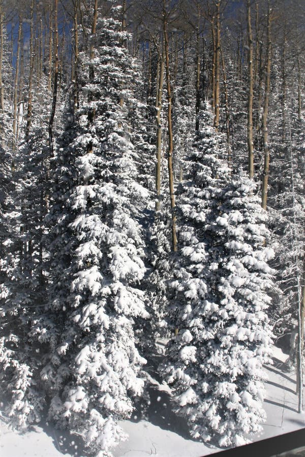 Snow Covered Trees on a Steep Slope in Winter Stock Image - Image of ...