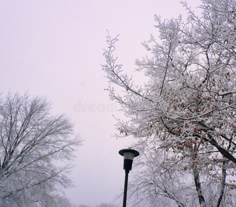 Snow Covered Trees and Street Light in January Stock Image - Image of ...