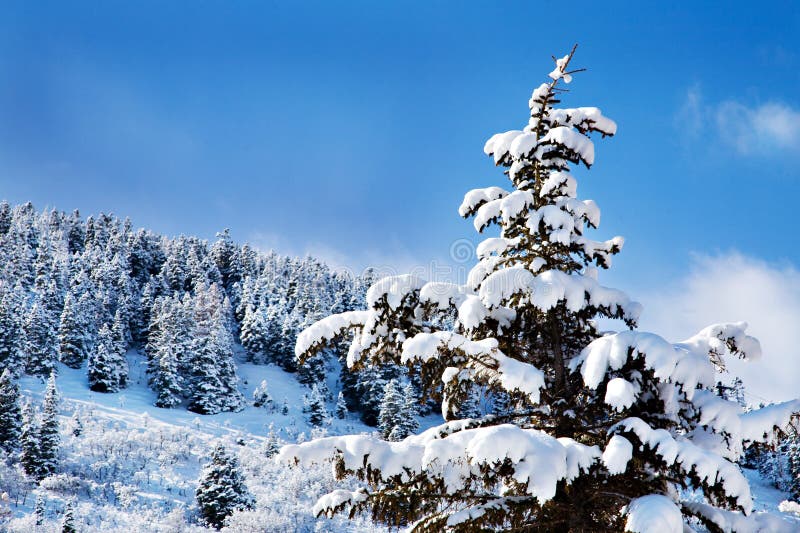 Snow-Covered Trees on a Sunny Day, Utah Stock Image - Image of clouds ...