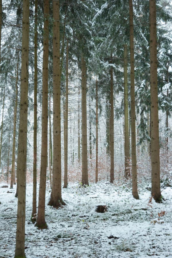 Snow Covered Trees and Tree Trunks Forest Landscape Early December ...