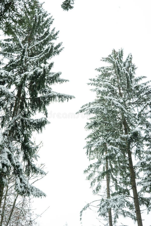 Snow Covered Trees and Tree Trunks Forest Landscape Early December ...