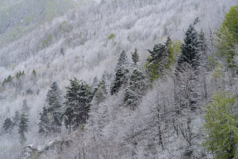 Snow Covered Trees during an Unseasonal Spring Snowfall on April Stock ...