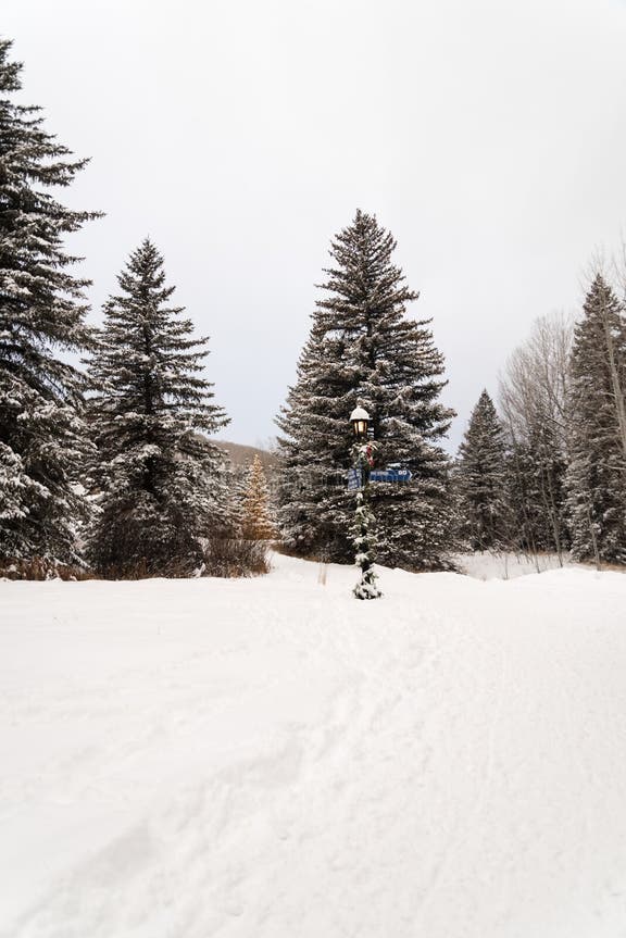 Snow Covered Trees in Vail, Colorado. Stock Photo - Image of dawn ...