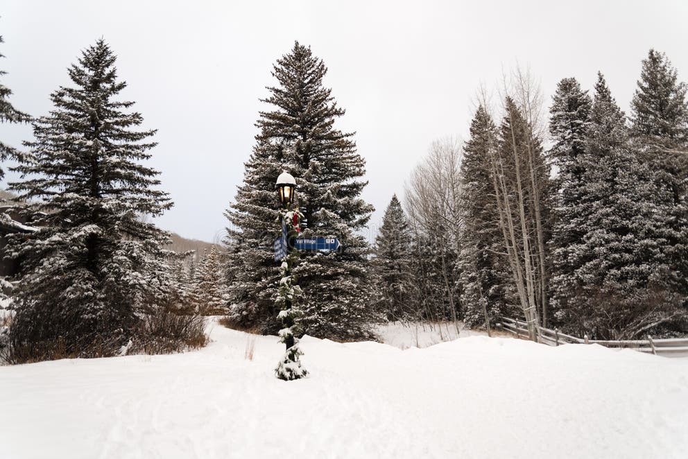 Snow Covered Trees in Vail, Colorado. Stock Image - Image of background ...