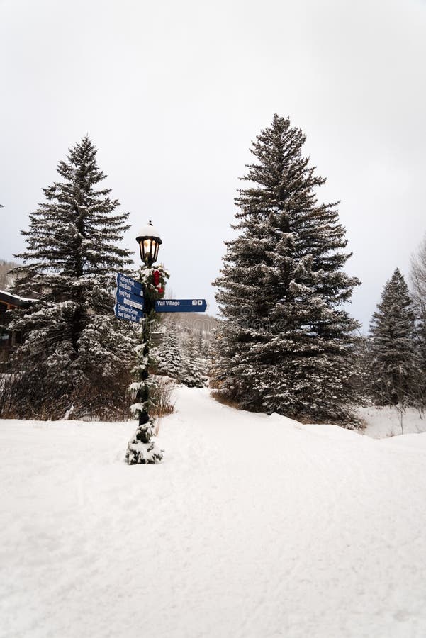 Snow Covered Trees in Vail, Colorado. Editorial Photo - Image of fresh ...