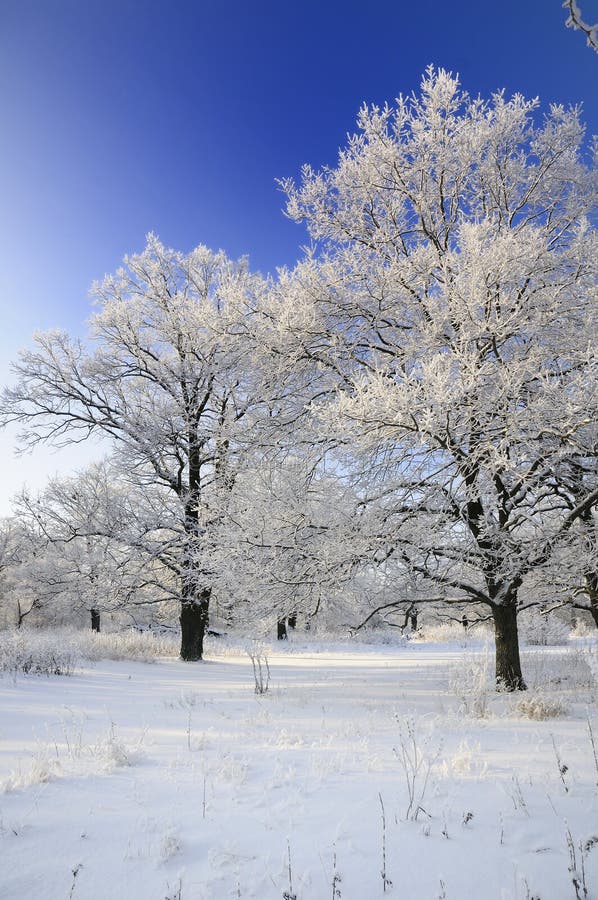 Single oak tree in winter, stock image. Image of frost - 23901669
