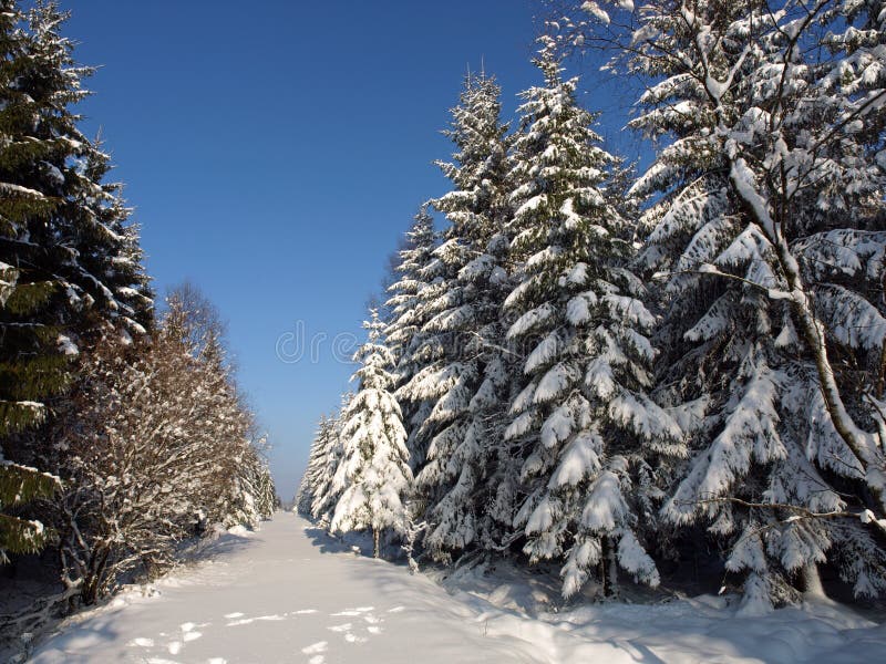 Snow Covered Trees in Winter Stock Photo - Image of woods, blue: 8172276