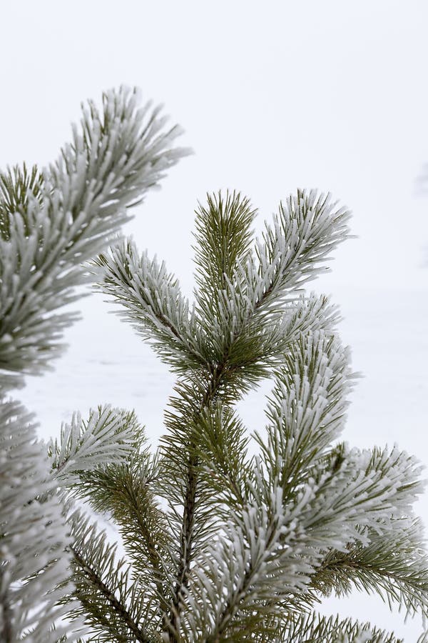 Snow-covered Trees in Winter, Deciduous Trees Stock Photo - Image of ...
