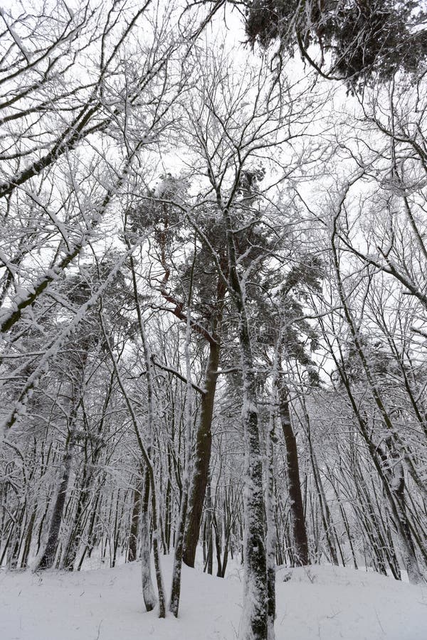 Snow Covered Trees in Winter Stock Image - Image of deciduous, forest ...