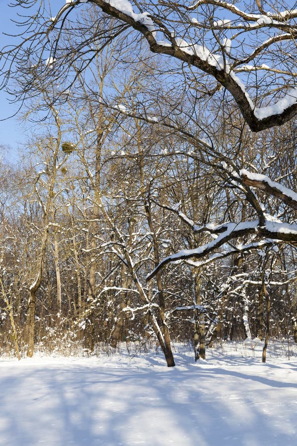 Snow-covered Trees in Winter, Deciduous Trees Stock Photo - Image of ...