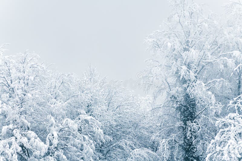 Snow-covered Trees in Winter Forest in Misty Day Stock Photo - Image of ...