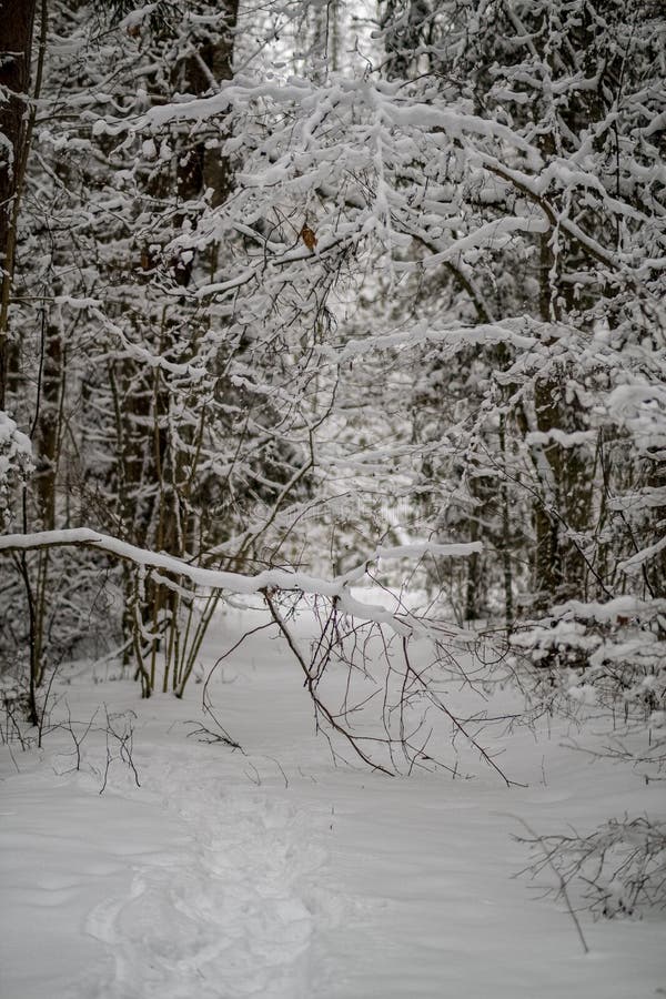 Snow Covered Trees in Winter Forest Stock Photo - Image of alone ...