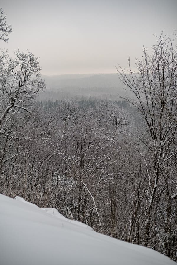 Snow Covered Trees in Winter Forest Stock Photo - Image of dawn, person ...