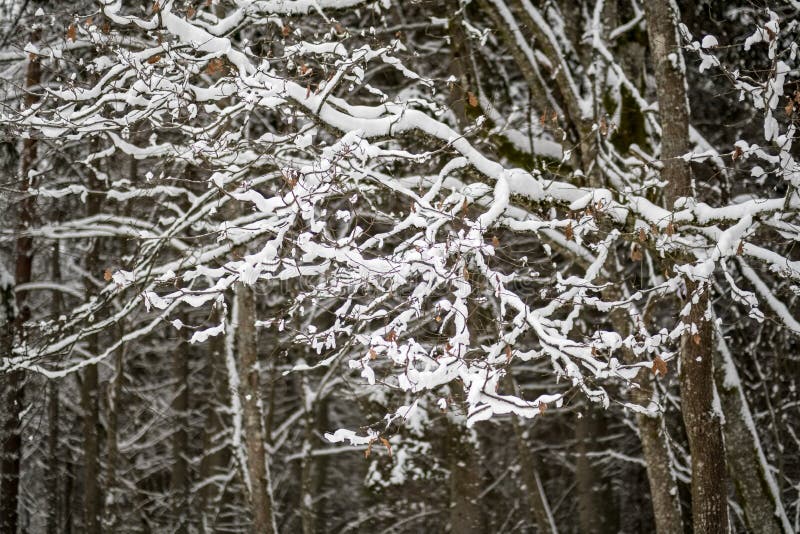 Snow Covered Trees in Winter Forest Stock Photo - Image of wood ...