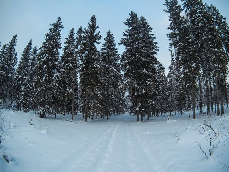 Snow Covered Trees in the Winter Forest with Road Stock Photo - Image ...