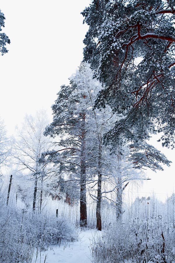 Snow Covered Trees in a Winter Forest. Tall Trunks of Pine Trees Stock ...