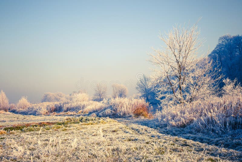 Winter Snow Covered Fir Trees on Mountainside on Blue Sky Backgr Stock ...