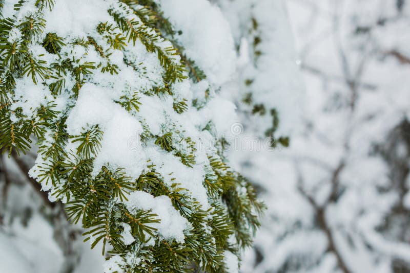 Snow Covered Trees in Winter Season, Close Up. Stock Image - Image of ...