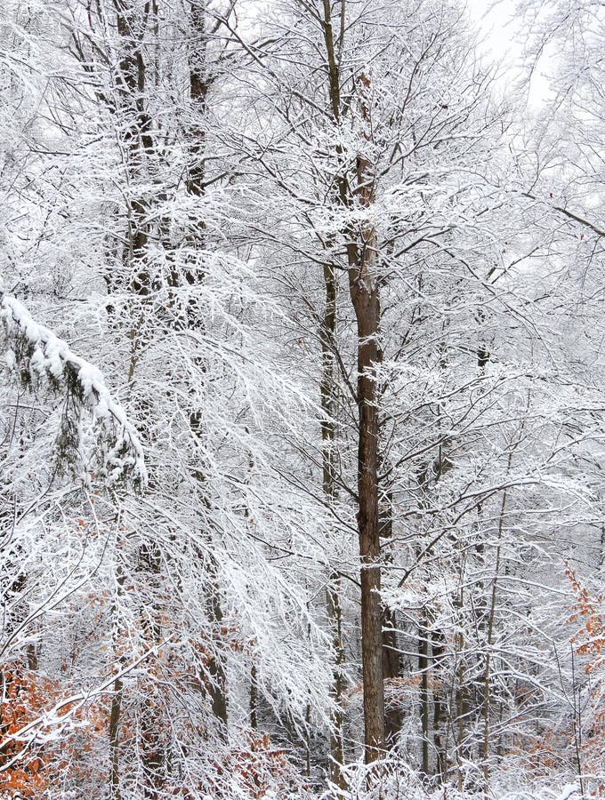 Snow Covered Tree Branches in Cold Winter Woody Forest Stock Image ...