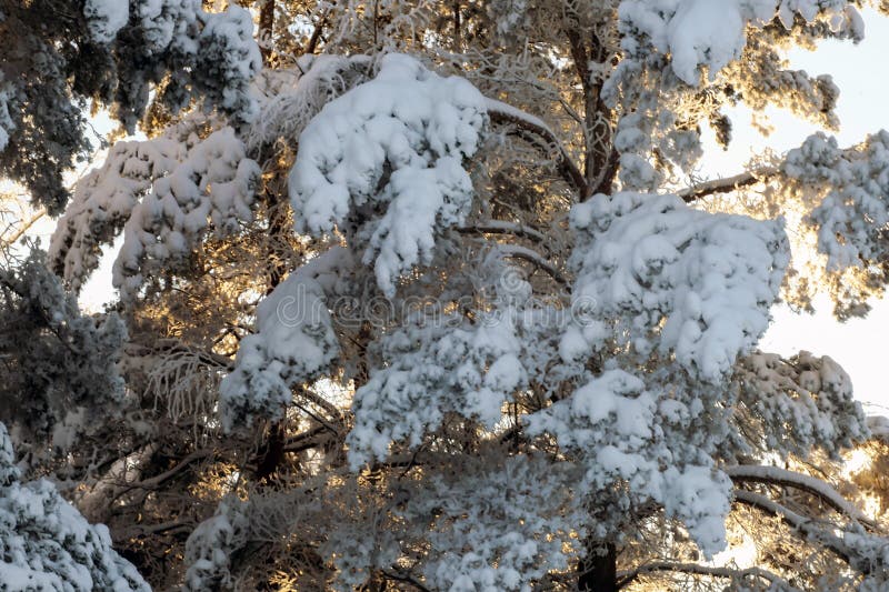 A Bunch of Trees that are Covered in Snow Next To the Ground Stock ...