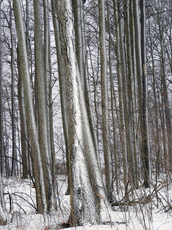 Snow Covered Tall Straight Tree Trunks Woods Stock Photos - Free ...