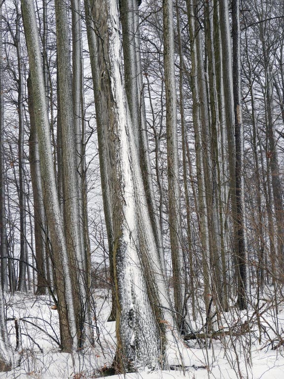 Snow Covered Tall Straight Tree Trunks in Woods Stock Image - Image of ...